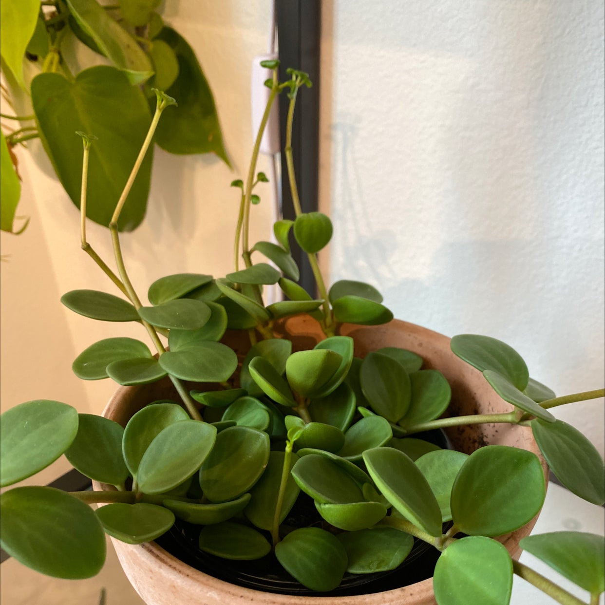 10 Benefits Of Having A Peperomia 'hope' ️