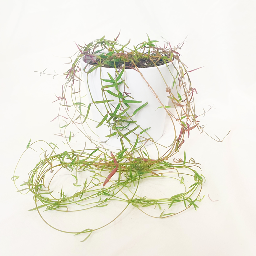 Propagating Your String of Needles: Step-by-Step Guide