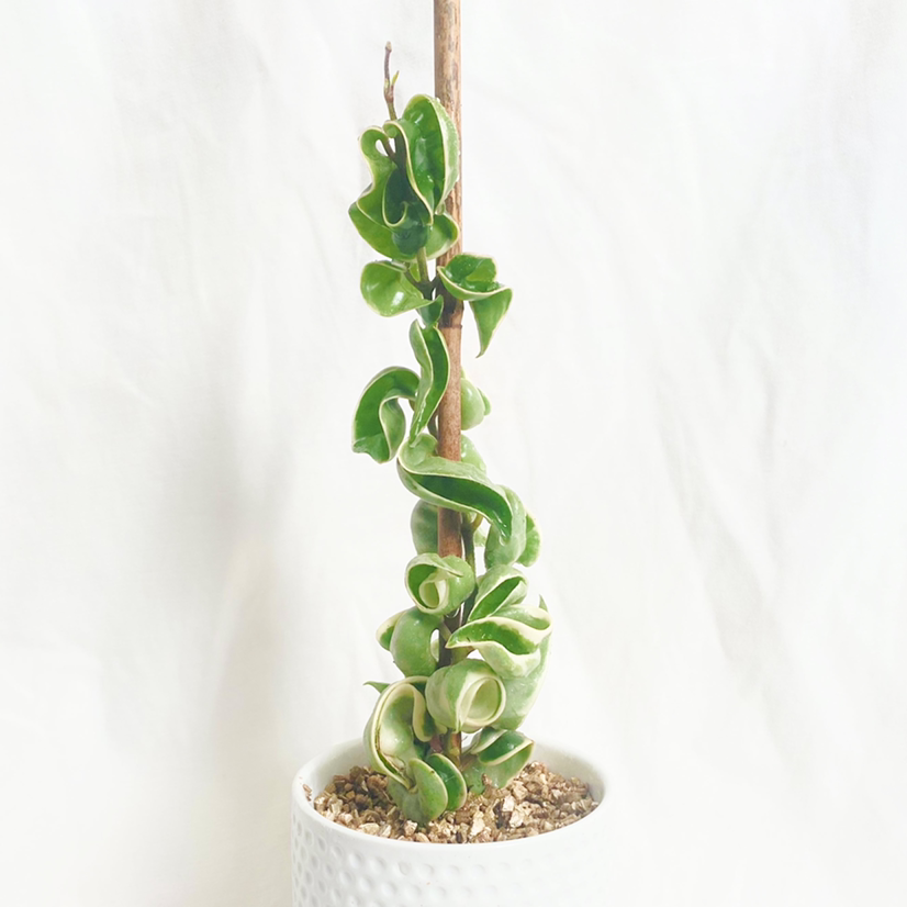 🌞 Your Variegated Hoya carnosa 'Compacta''s Light Requirements