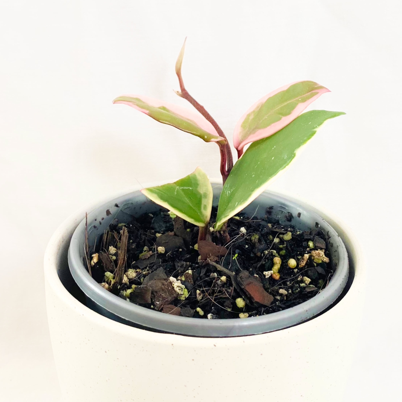 Hoya 'Purple Pride' Plant Care: Water, Light, Nutrients | Greg App 🌱