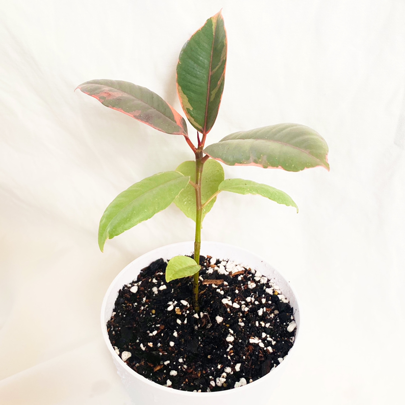 Propagating Ficus 'ruby': Step-by-step Guide