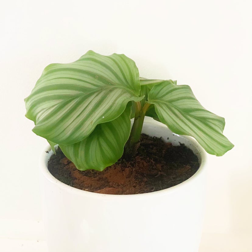 How Often Should I Water My Calathea Orbifolia?