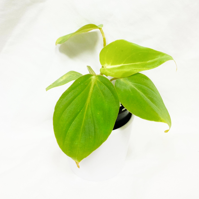 How and When Should I Cut Back My Philodendron gloriosum?
