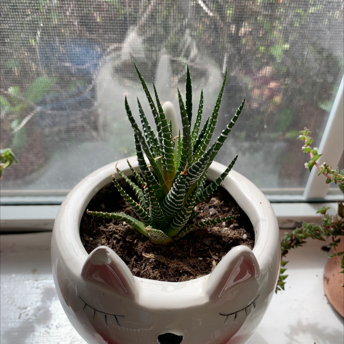 How To Propagate Your 🌵 Zebra Plant