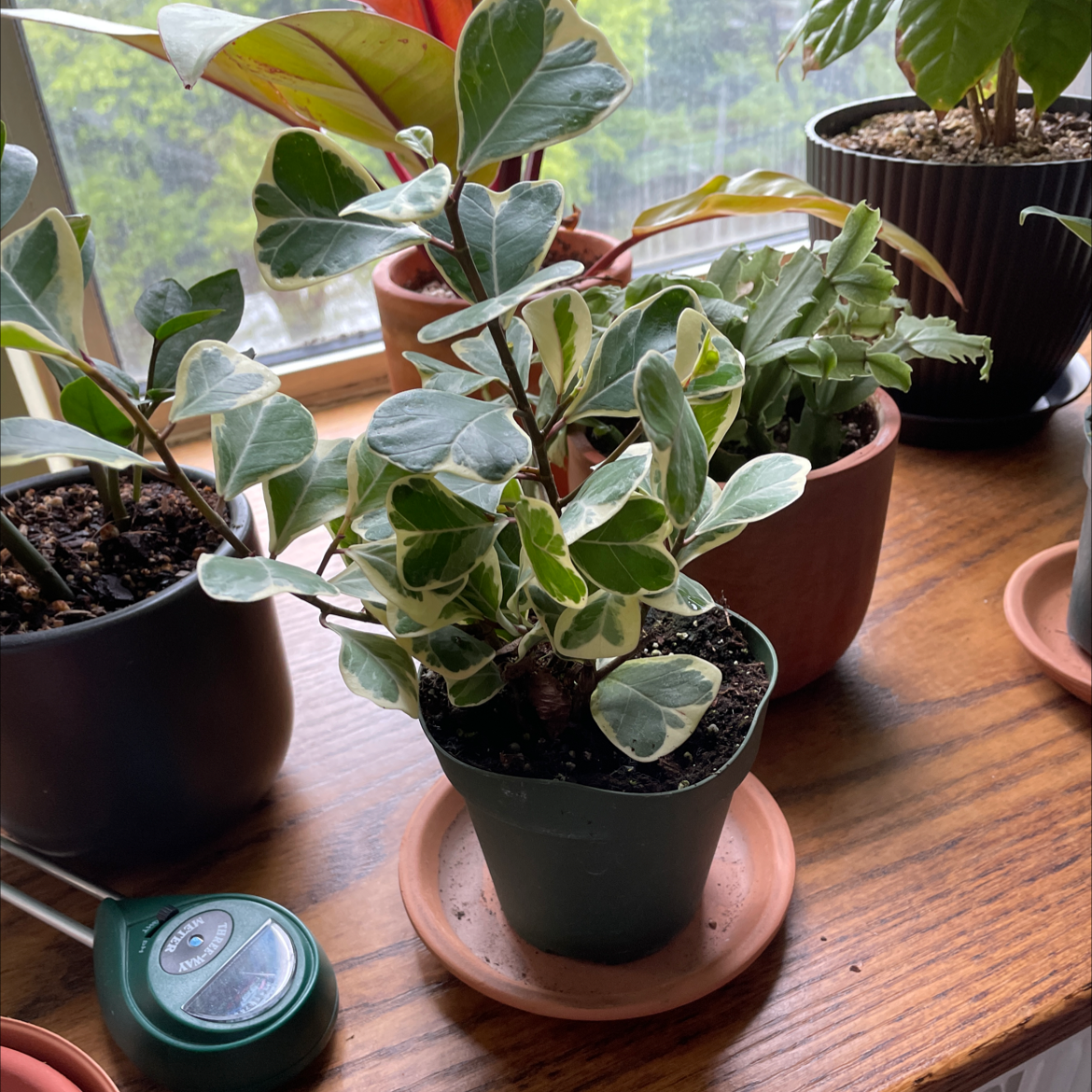 ️ How Do I Propagate My Ficus triangularis 'Variegata'?