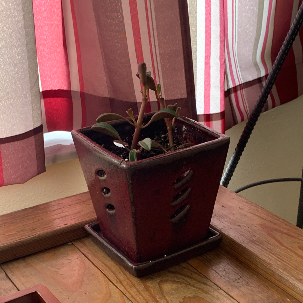 Why Are There Brown Spots on My Peperomia 'Ruby Cascade'?