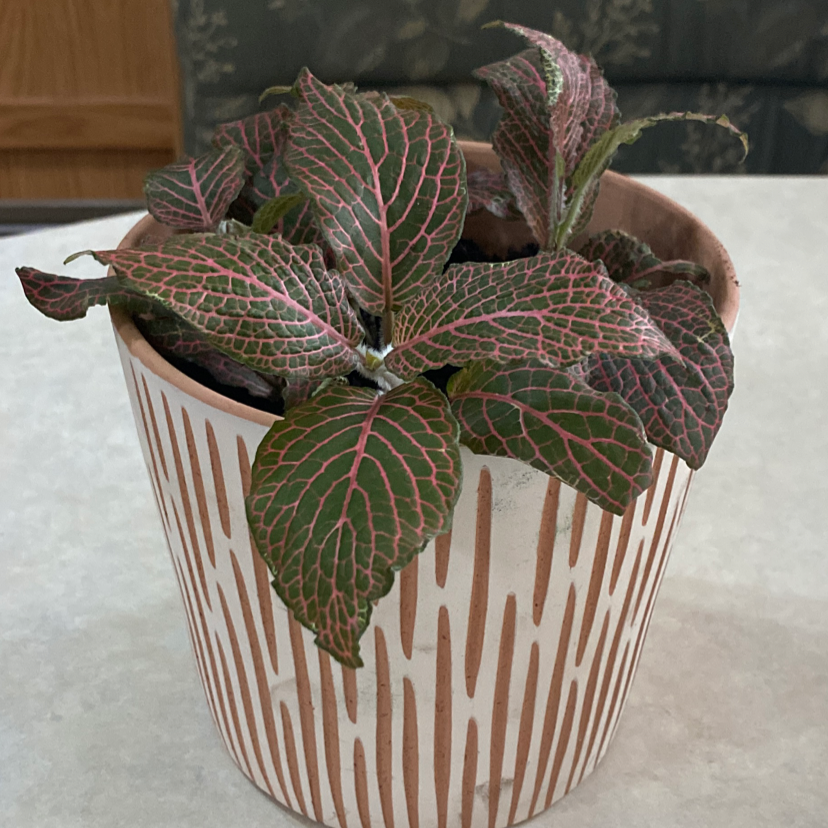 Why Are There Brown Spots on My Red Anne Nerve Plant?