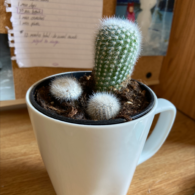 Propagating Your Golden Torch: Step-by-Step Guide