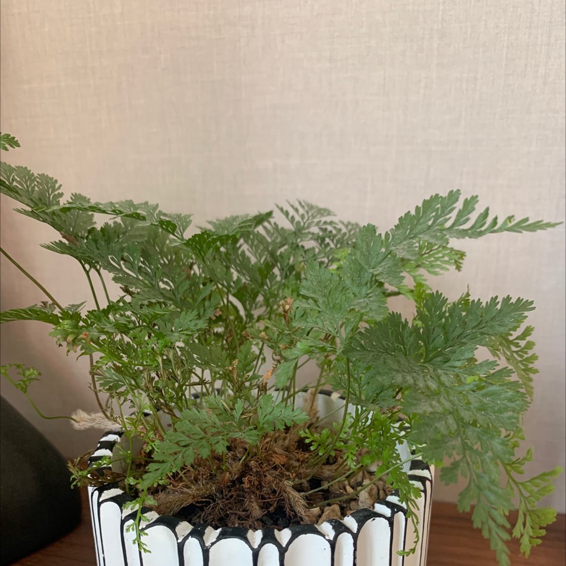 Tarantula Fern Plant Care: Water, Light, Nutrients | Greg App 🌱
