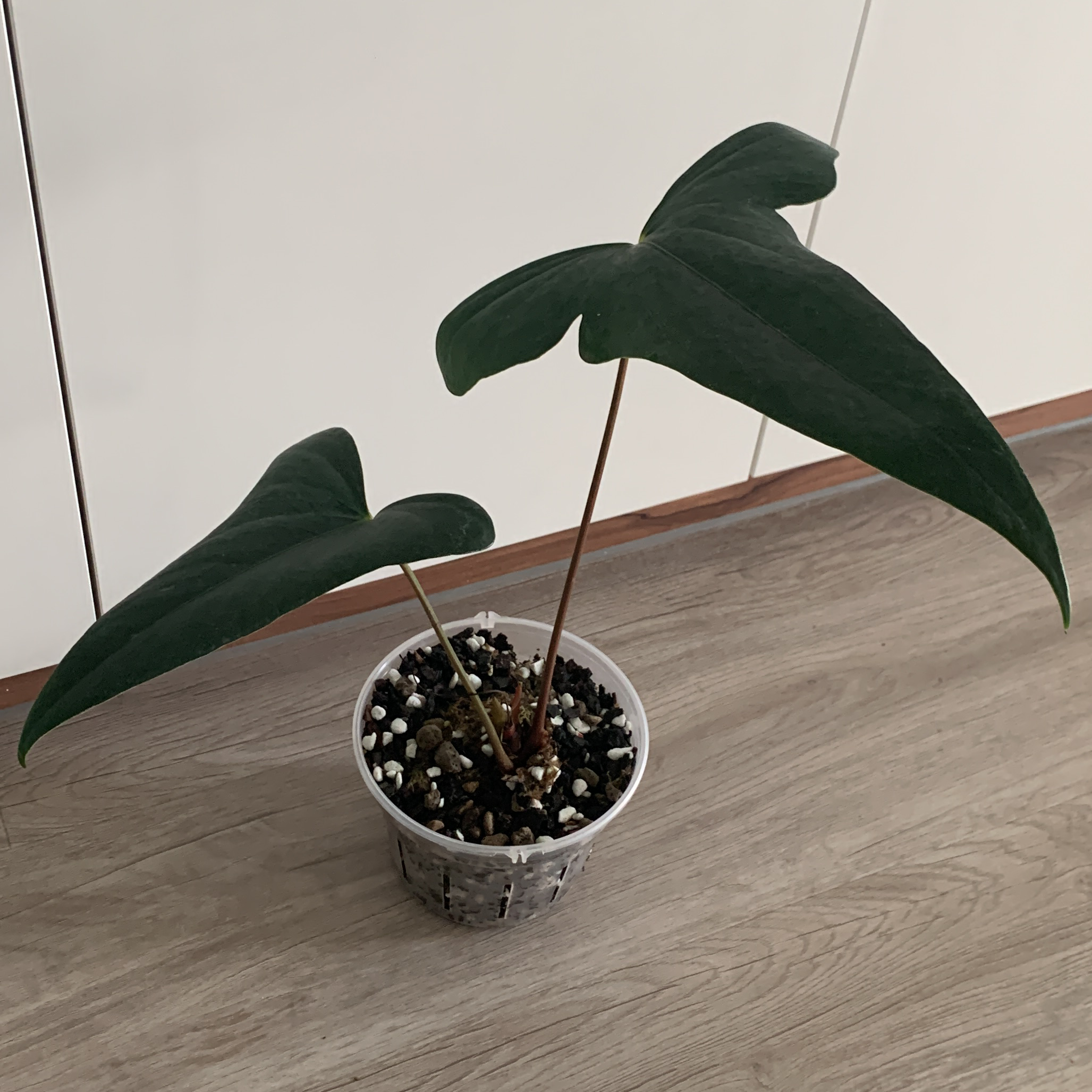 Personalized Anthurium SP Napo Care: Water, Light, Nutrients | Greg App