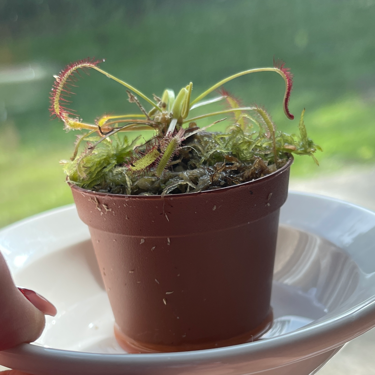 Propagating Your Cape Sundew: Step-by-Step Guide