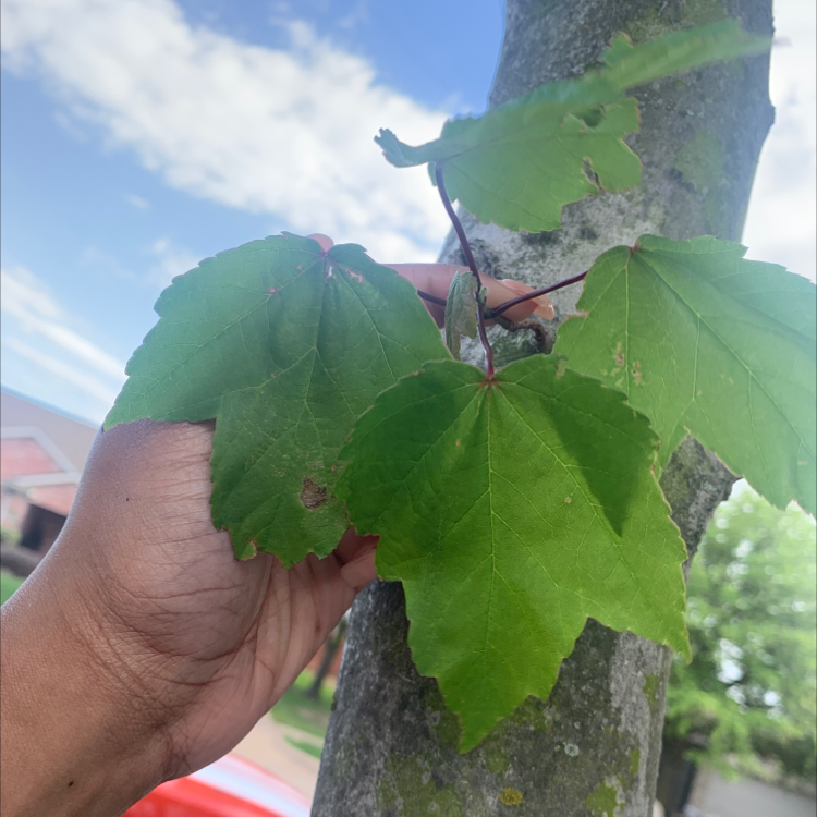💧 How Often Should I Water My Red Maple?