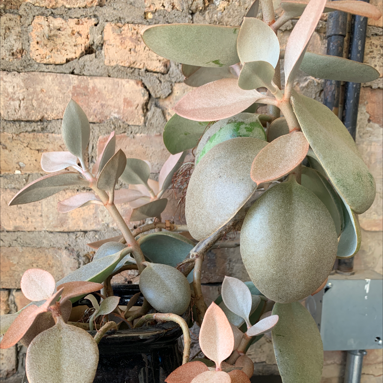 Symbolism and Benefits of the Copper Spoons