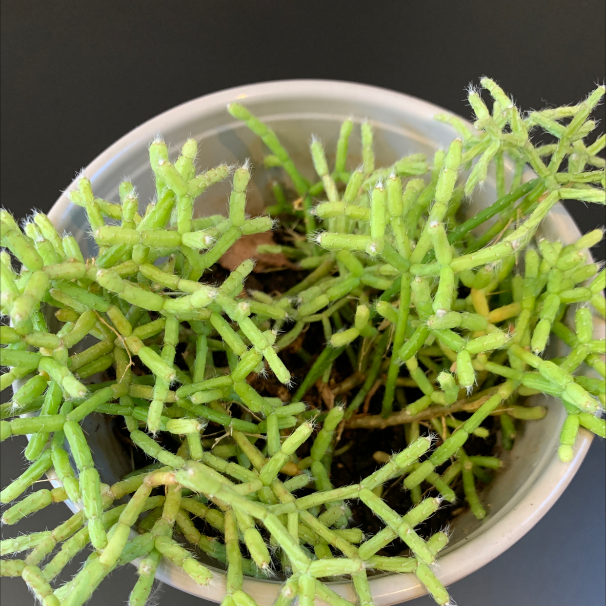 🌞 My Dancing Bones's Light Requirements