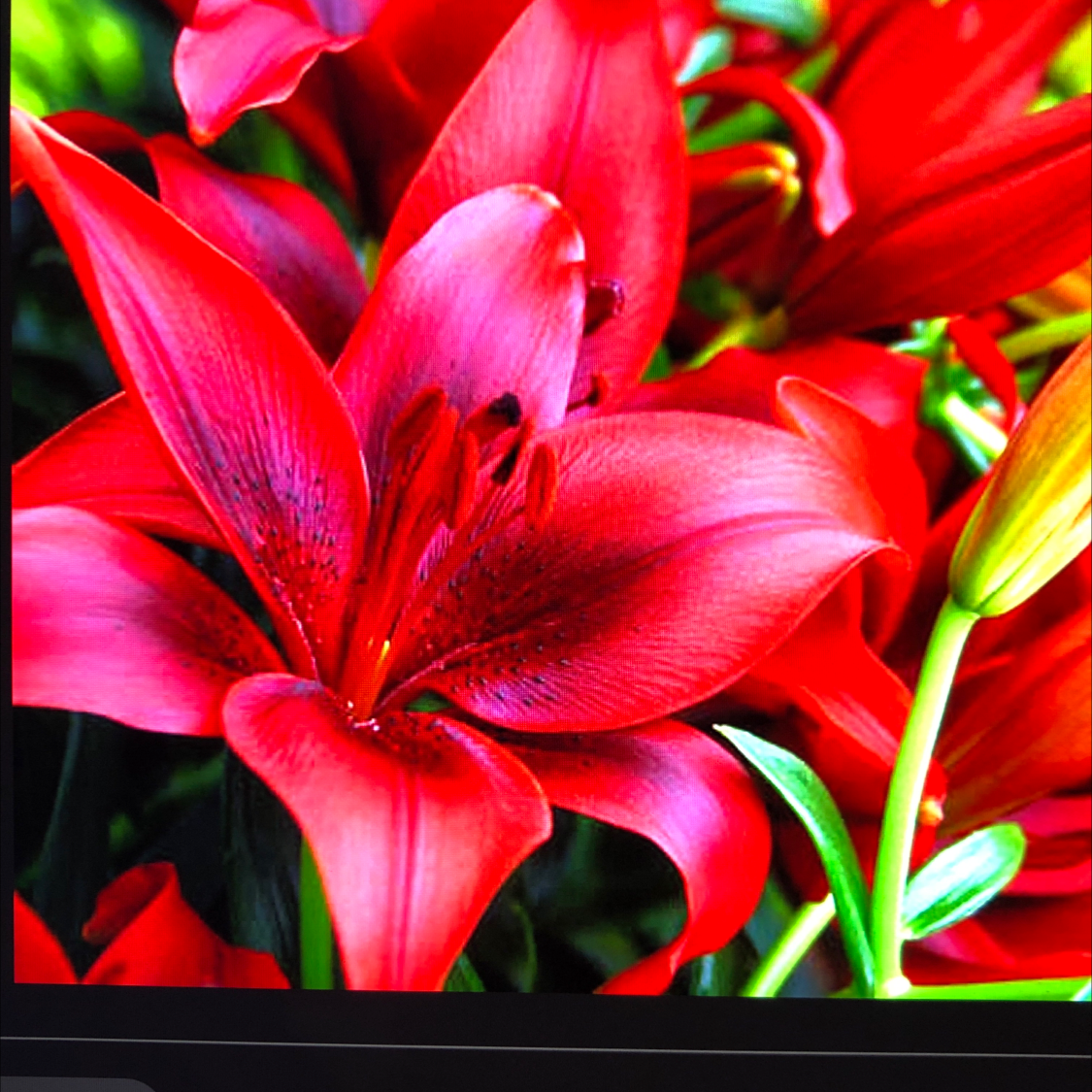 What Temperature Should My Bush Lily Be Kept At?