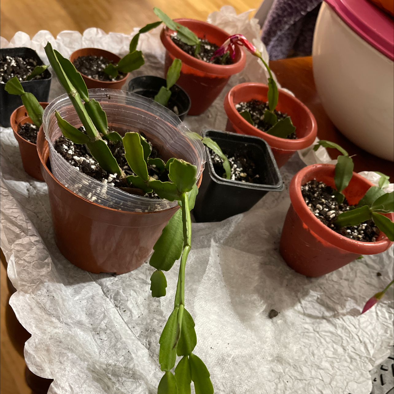 🎄 Best Soil Potting Mix for Christmas Cactus