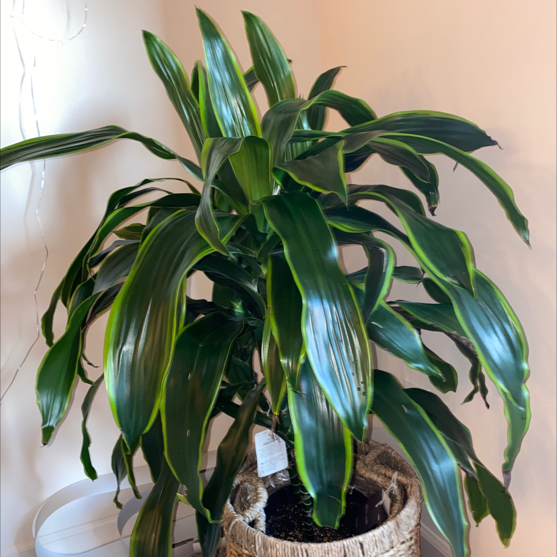 Why Are My Dracaena 'Lisa' Leaves Droopy? 😔