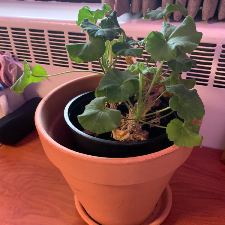 Why Are There Brown Spots On My Zonale Geranium Leaves? 🍂