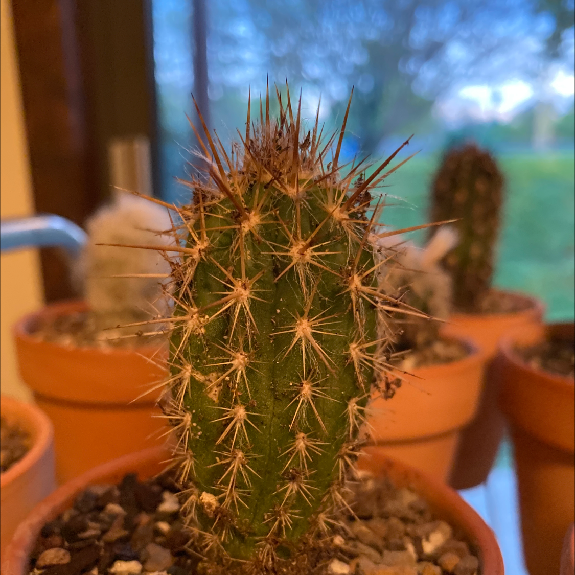 Why Are There Brown Spots on My Golden Torch?