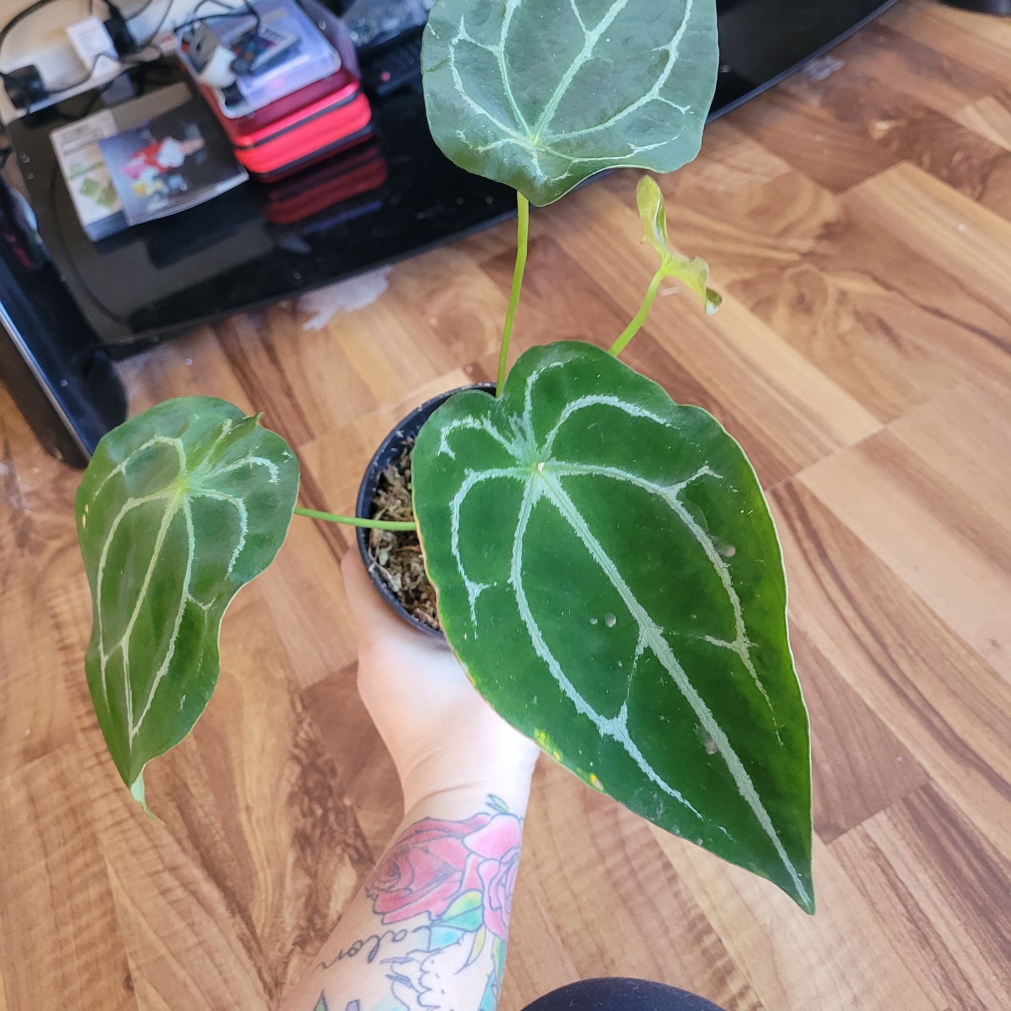 Propagating Your Anthurium forgetii: Step-by-Step Guide