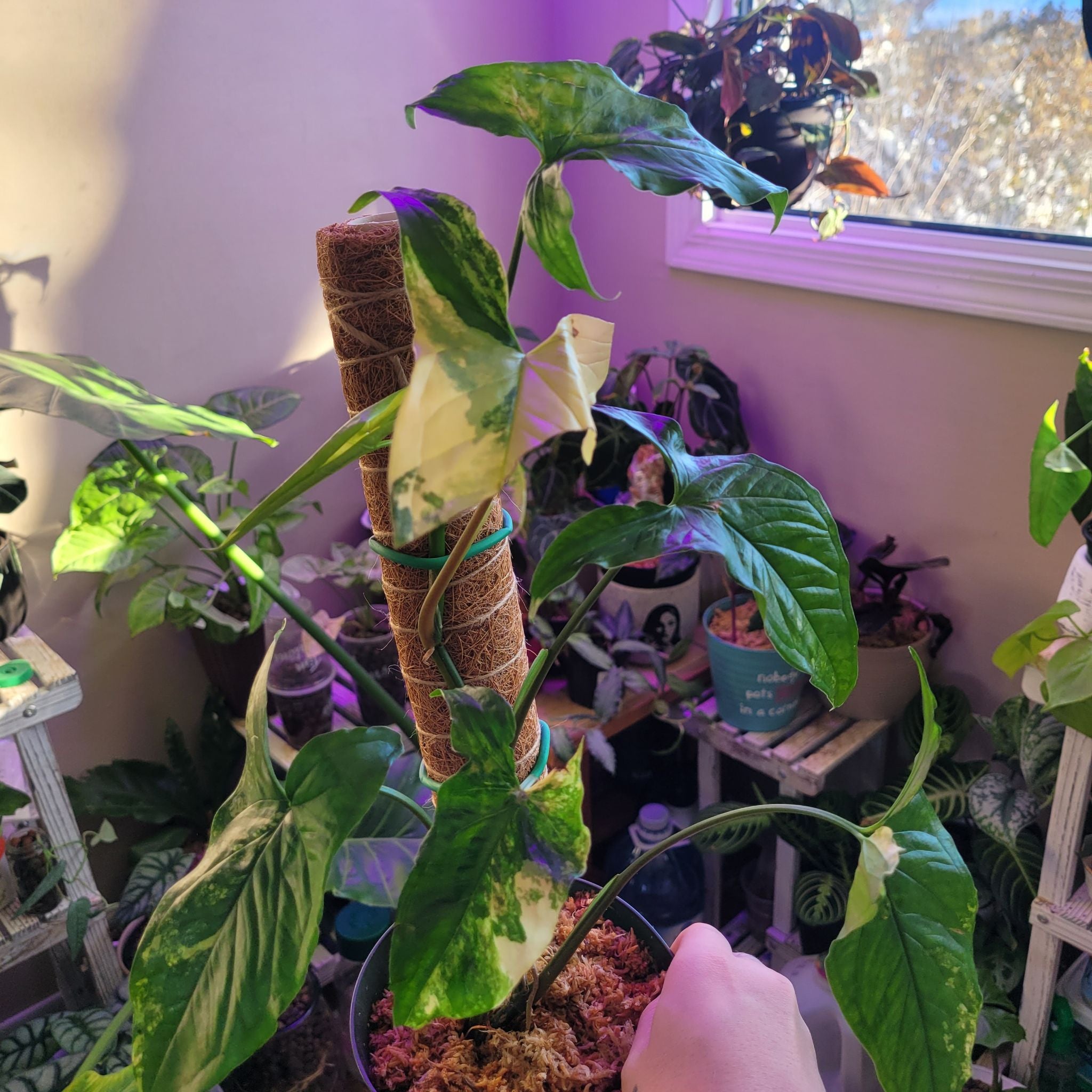 syngonium podophyllum 'aurea-variegata' root rot Solutions