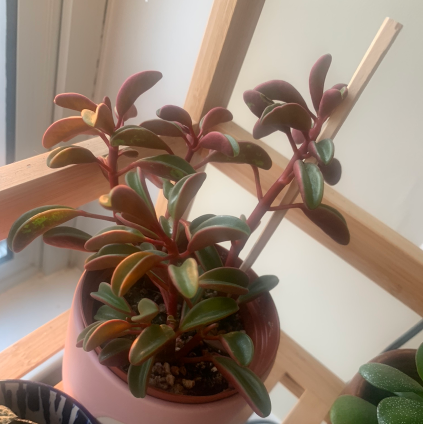 What Temperature Does My Peperomia 'Ruby Cascade' Need?