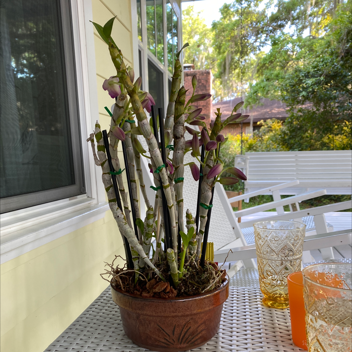 Propagating Your Noble Dendrobium: Step-by-Step Guide