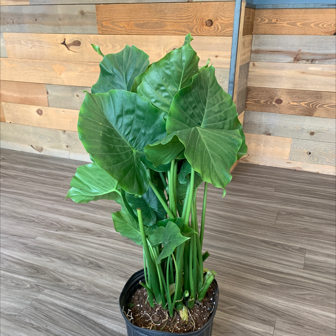 Personalized Dwarf Elephant Ear Care: Water, Light, Nutrients | Greg App
