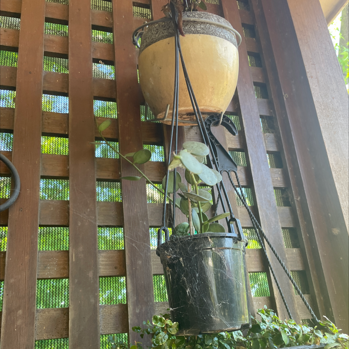 Propagating Moth Vine: The Ultimate Guide