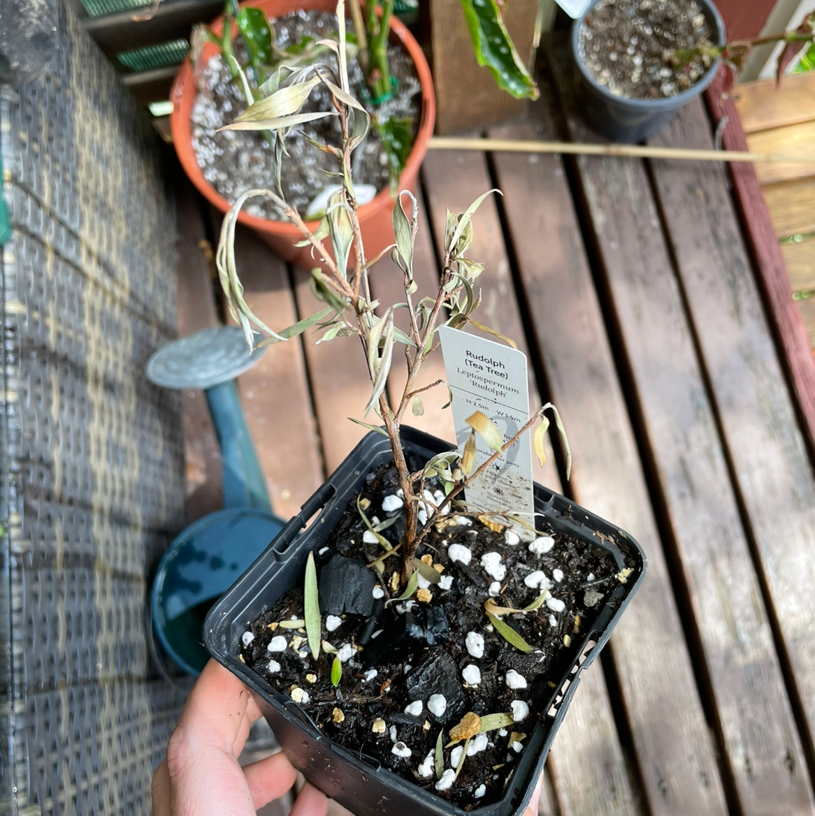 Common Myrtle Problems