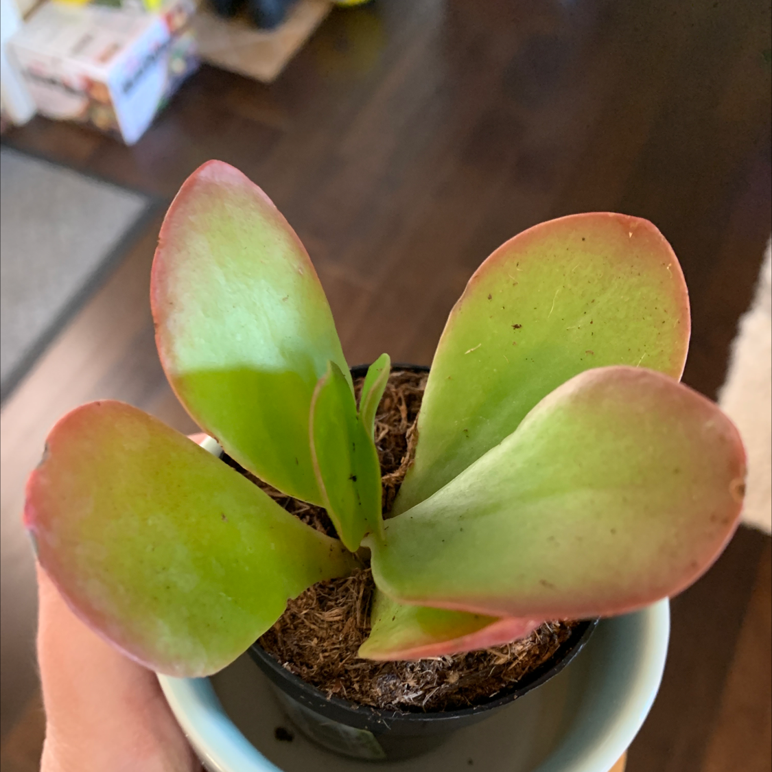 Propagating Dragonfire Kalanchoe: Step-by-Step Guide