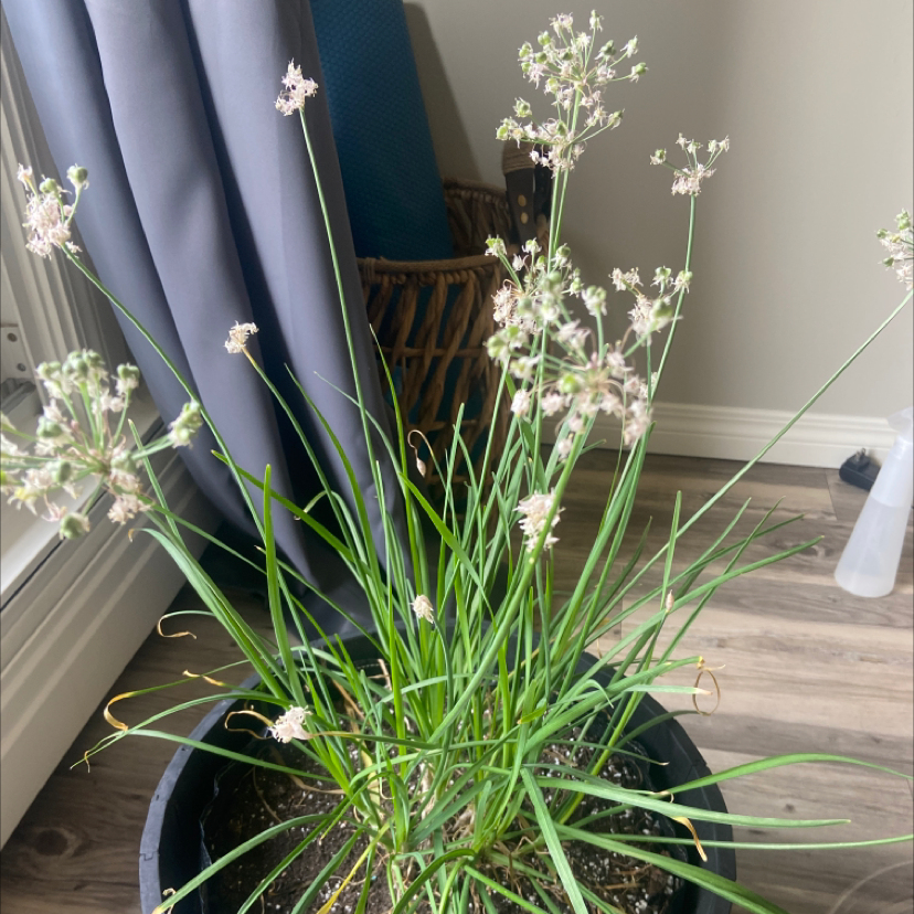 What Should I Do When Chinese Chives Leaves Turn Yellow? 💛