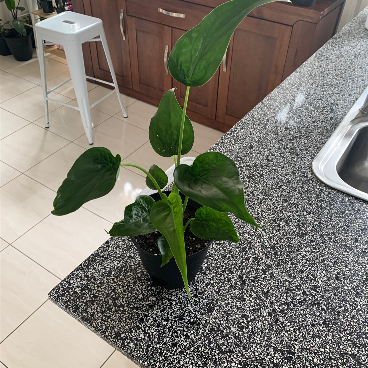 Fertilizing My Chinese Taro