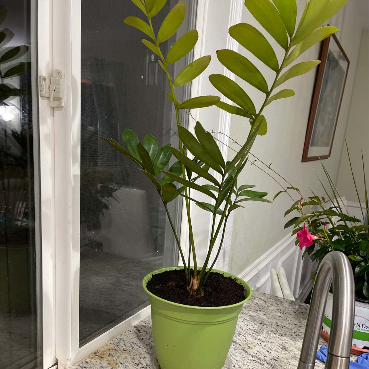 Best Potting Soil Mix for Cardboard Palm