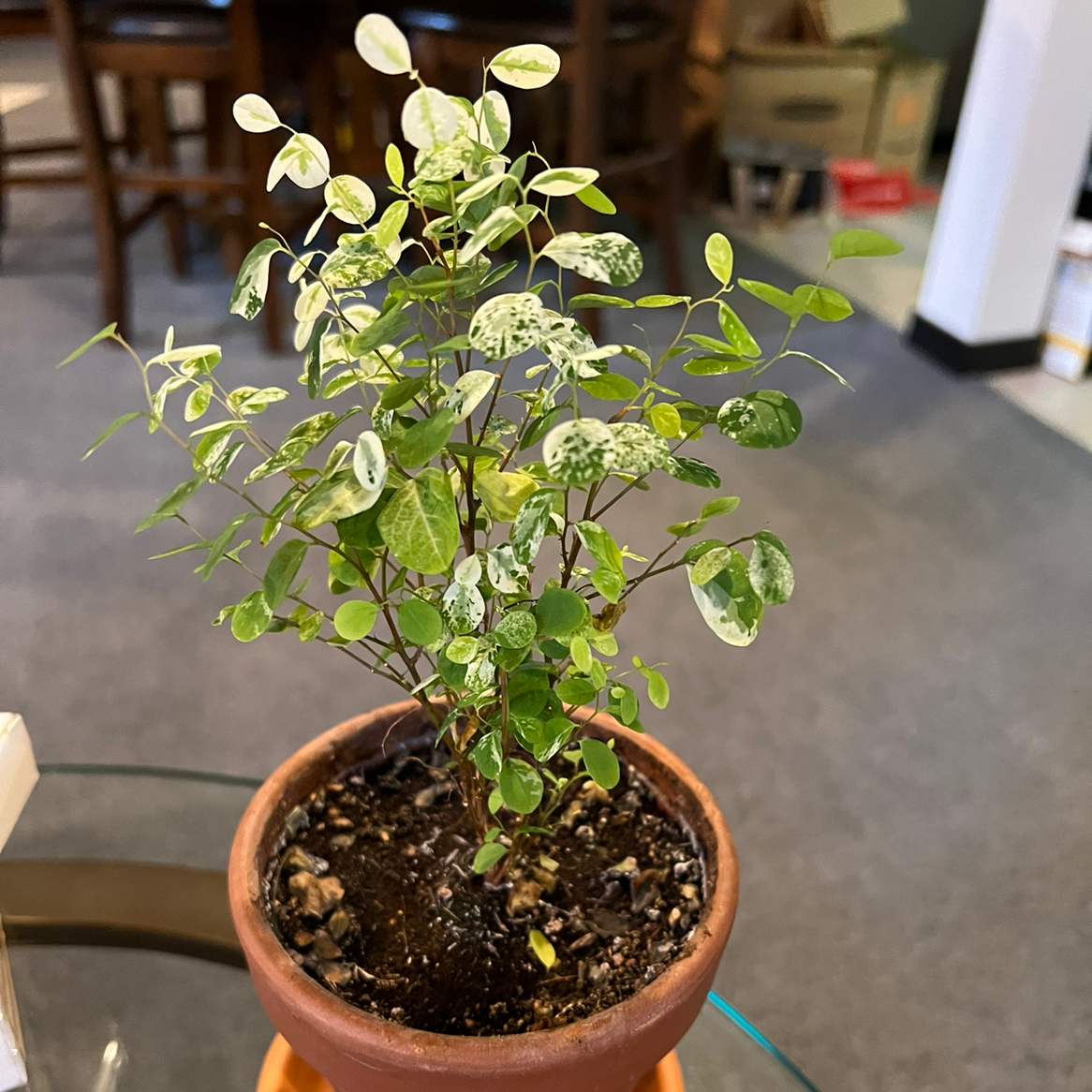 Why Are There Brown Spots on My Brenia Snowbush?