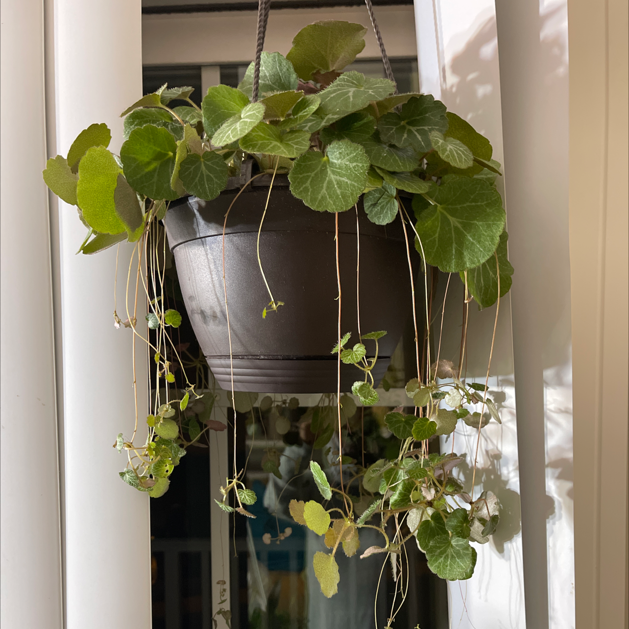 Achilles | A plant by @PlantyGoddess on Greg