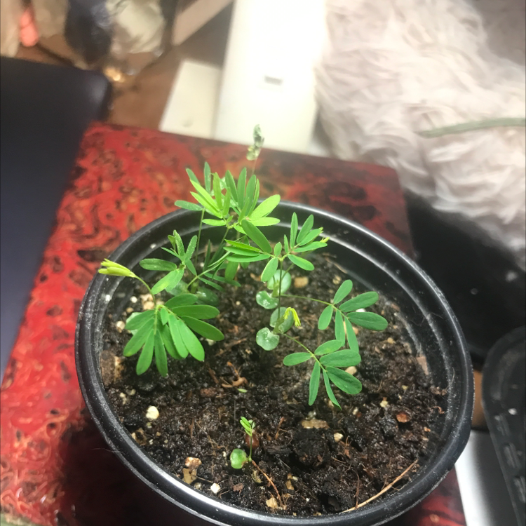 Personalized Sensitive Plant Care: Water, Light, Nutrients | Greg App