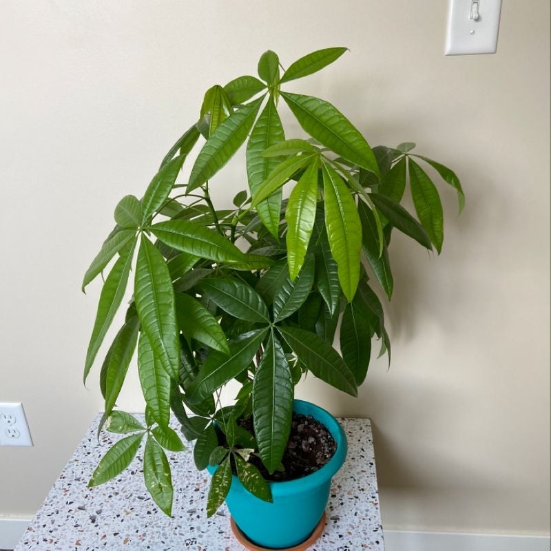 💰 How Much Humidity Does My Money Tree Need?