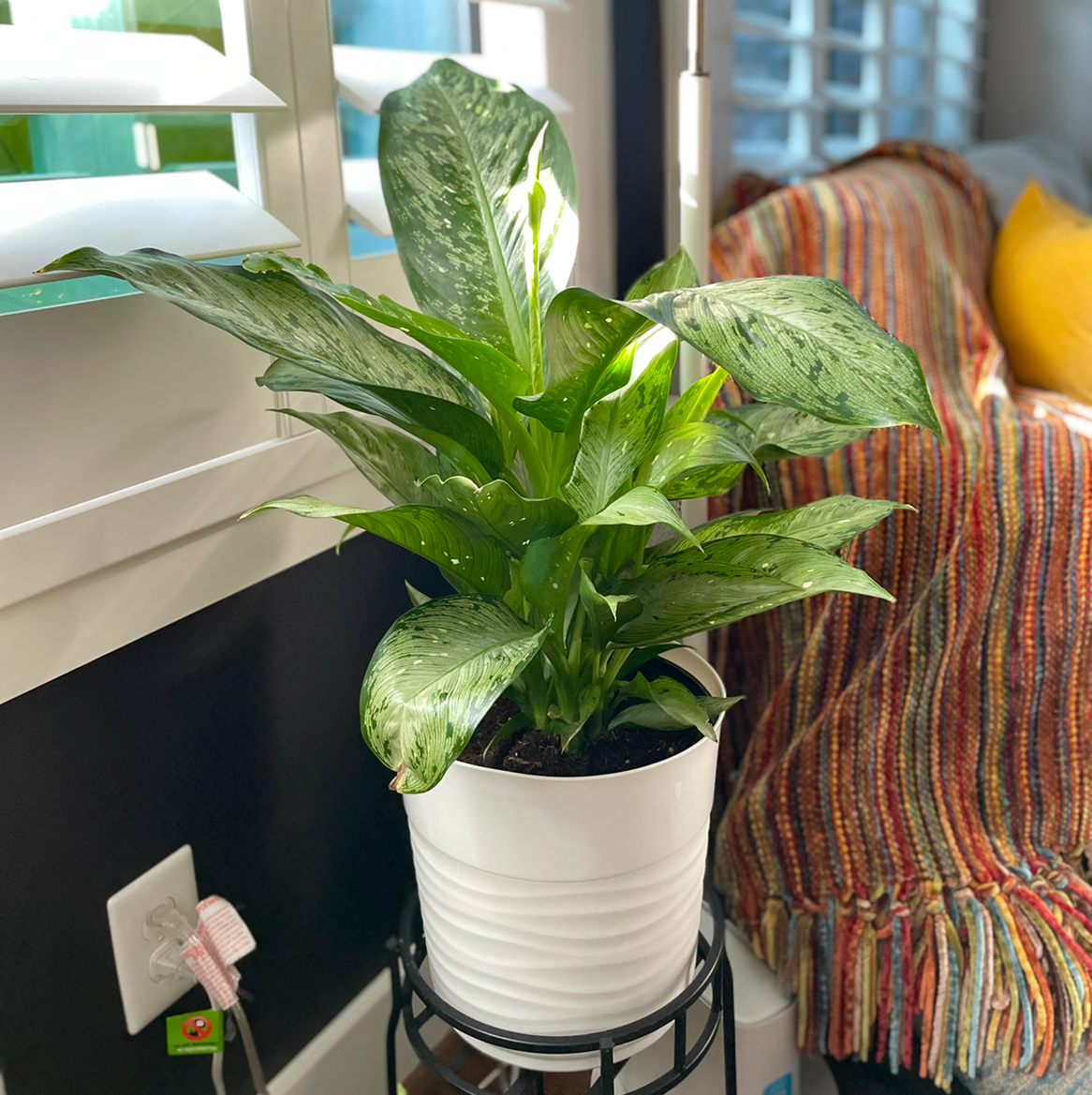 Why Are My Dieffenbachia maculata 'Tiki' Leaves Droopy?