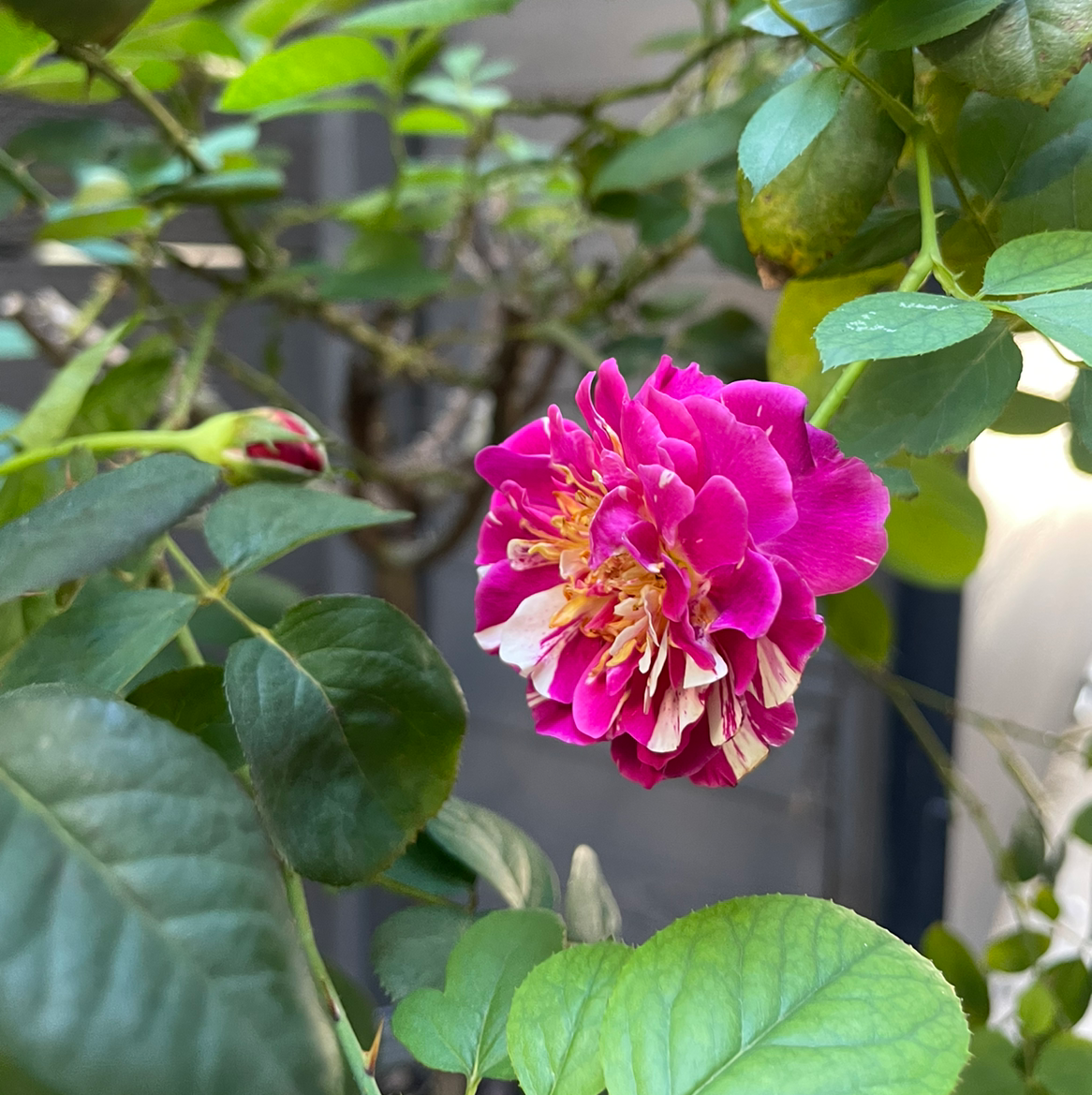 10 Advantages of Having a Alpine Rose