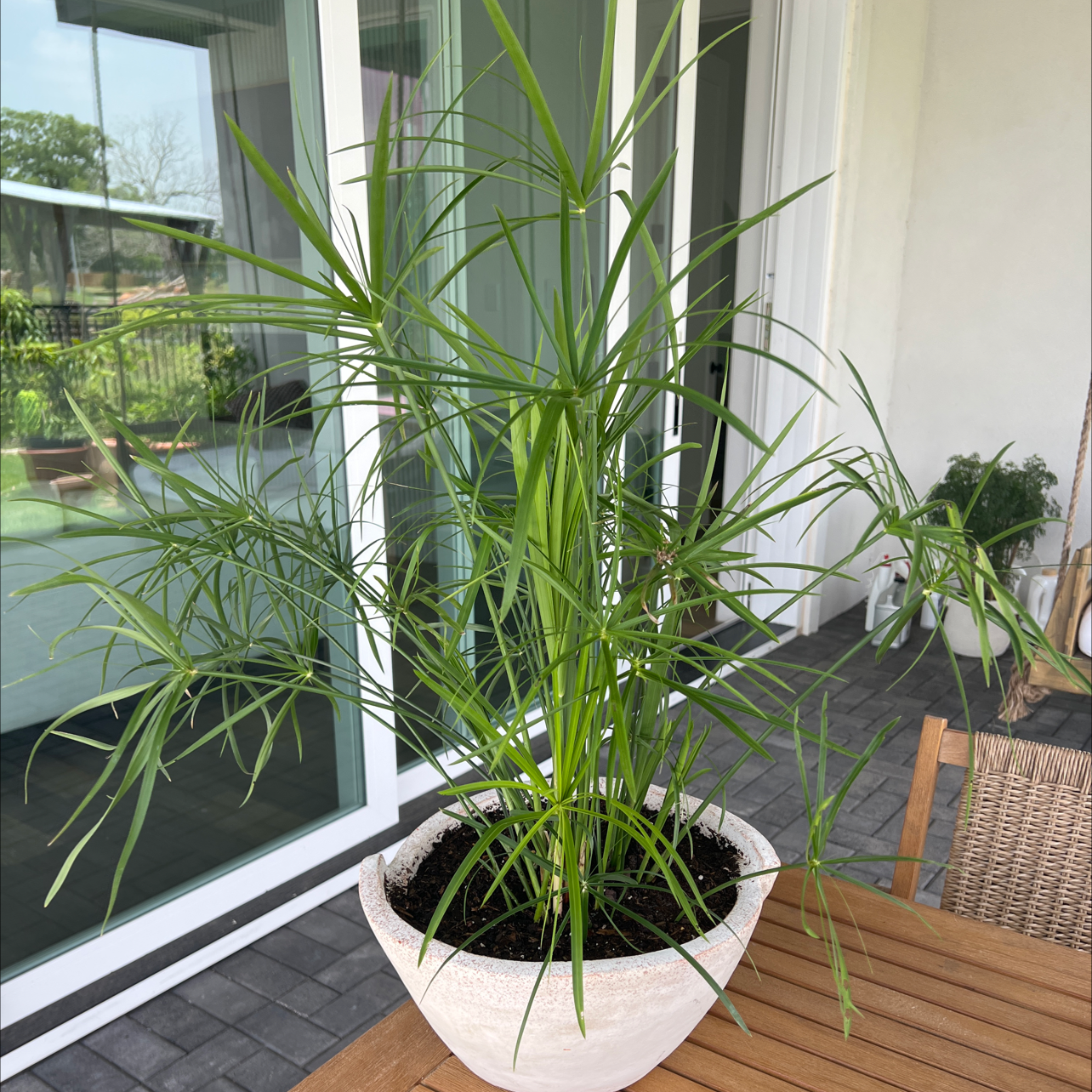 🌂 Why Are My Umbrella Papyrus Leaves Falling Over?