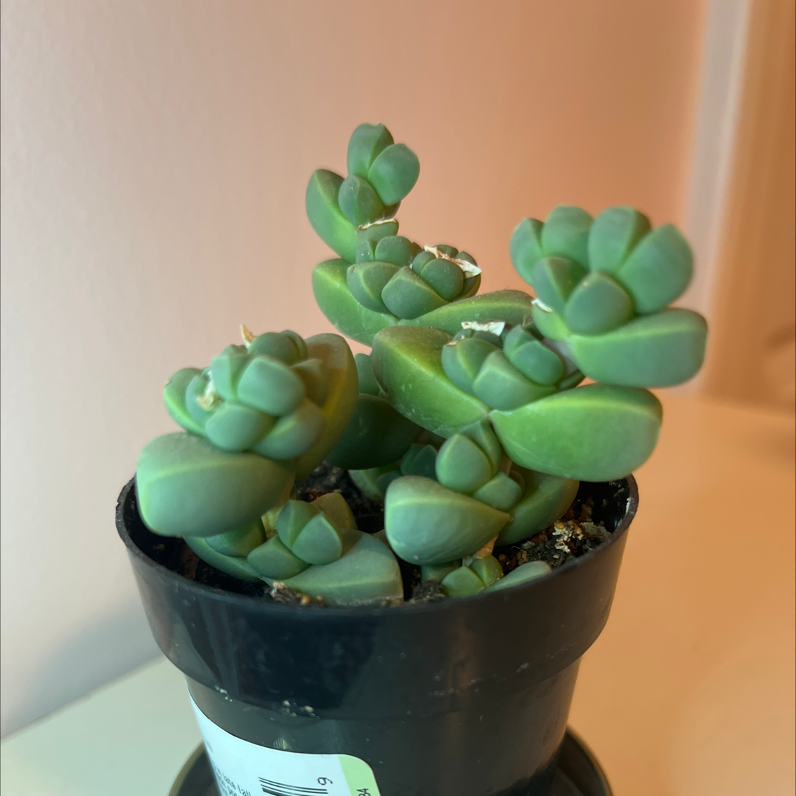 Beads Lampranthus Plant Care: Water, Light, Nutrients | Greg App 🌱