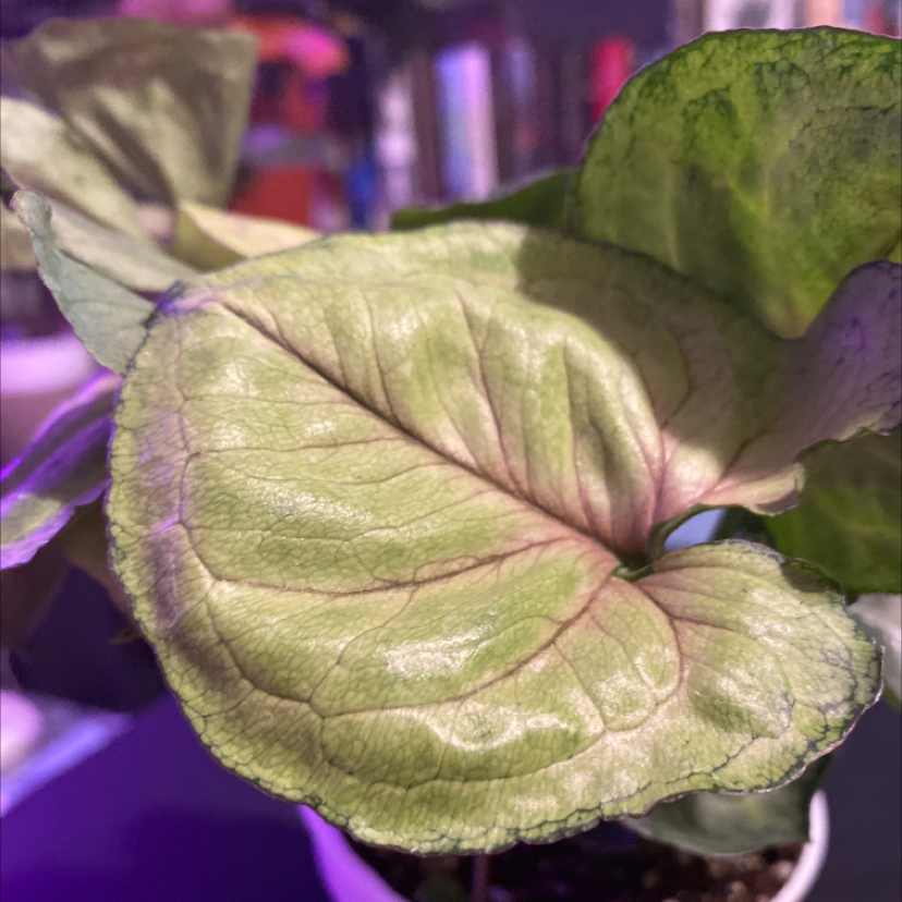 🍓 Why Are My Syngonium 'Berry' Leaves Droopy?