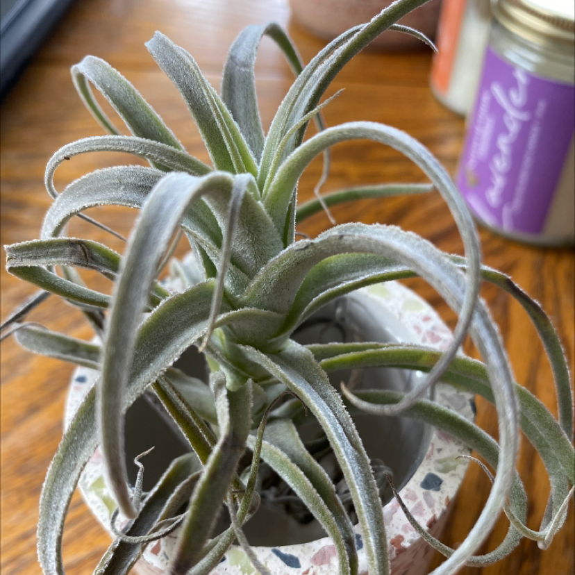 Airy air | A plant by @Meeshers on Greg