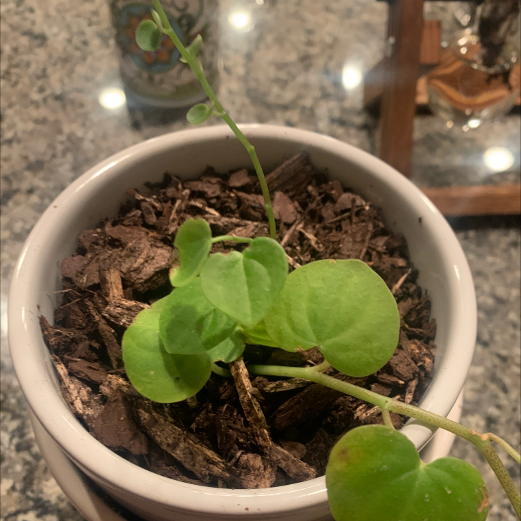 Propagating My Begonia cucullata: Step-by-Step Guide