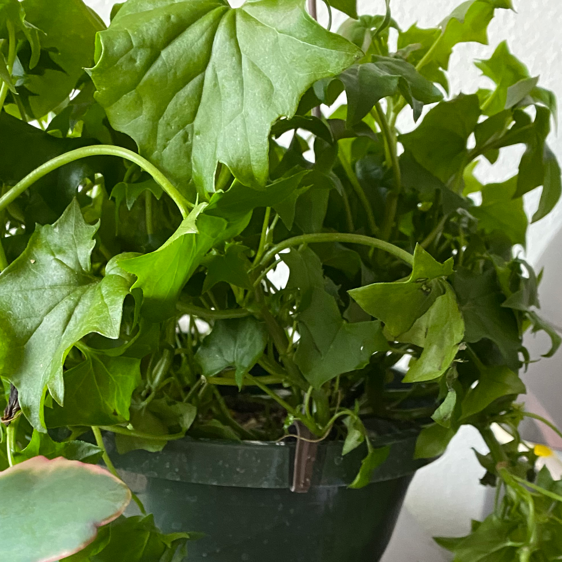 Light Requirements For Your Cape Ivy