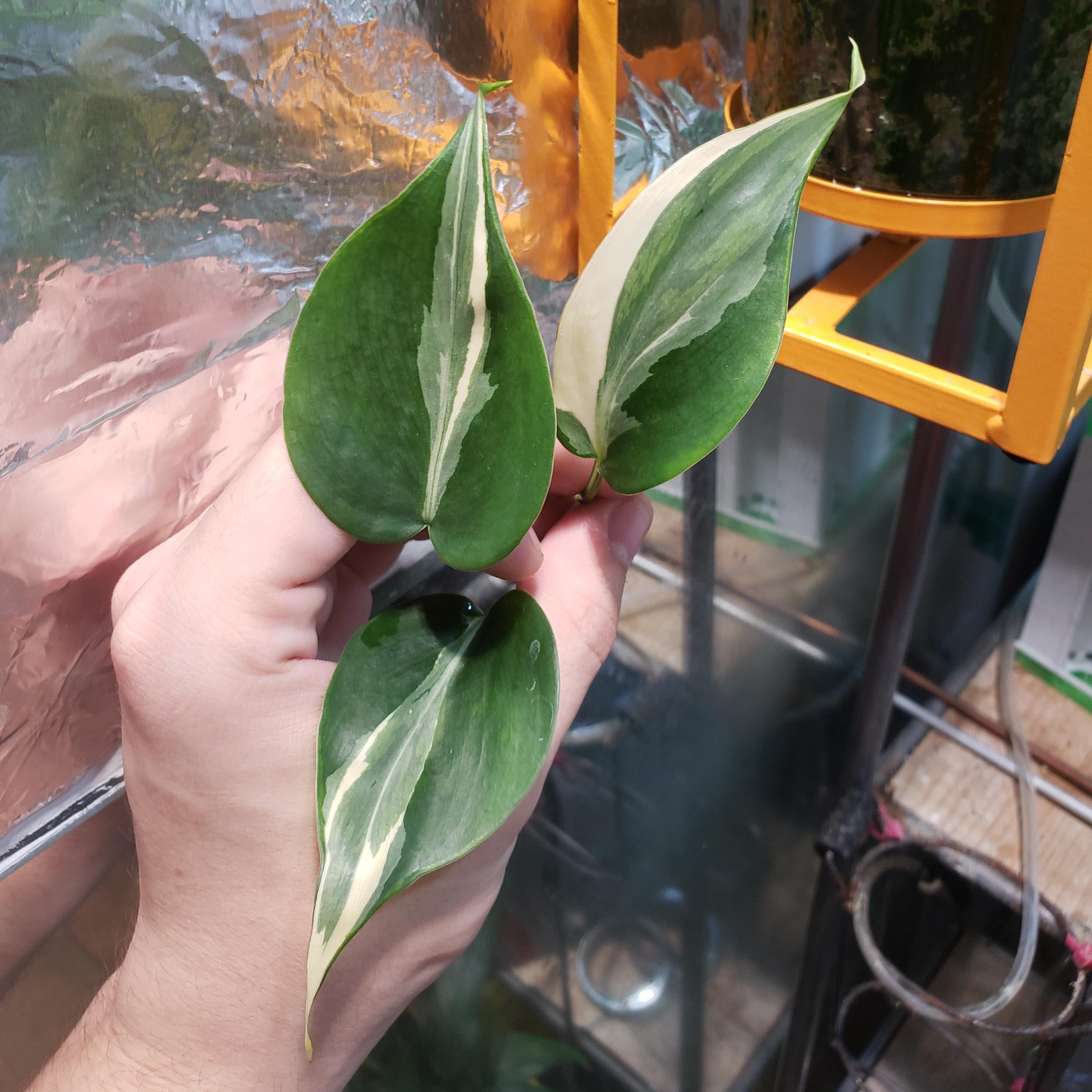 🌡 What Is A Good Temperature Range For My Philodendron 'Rio'?