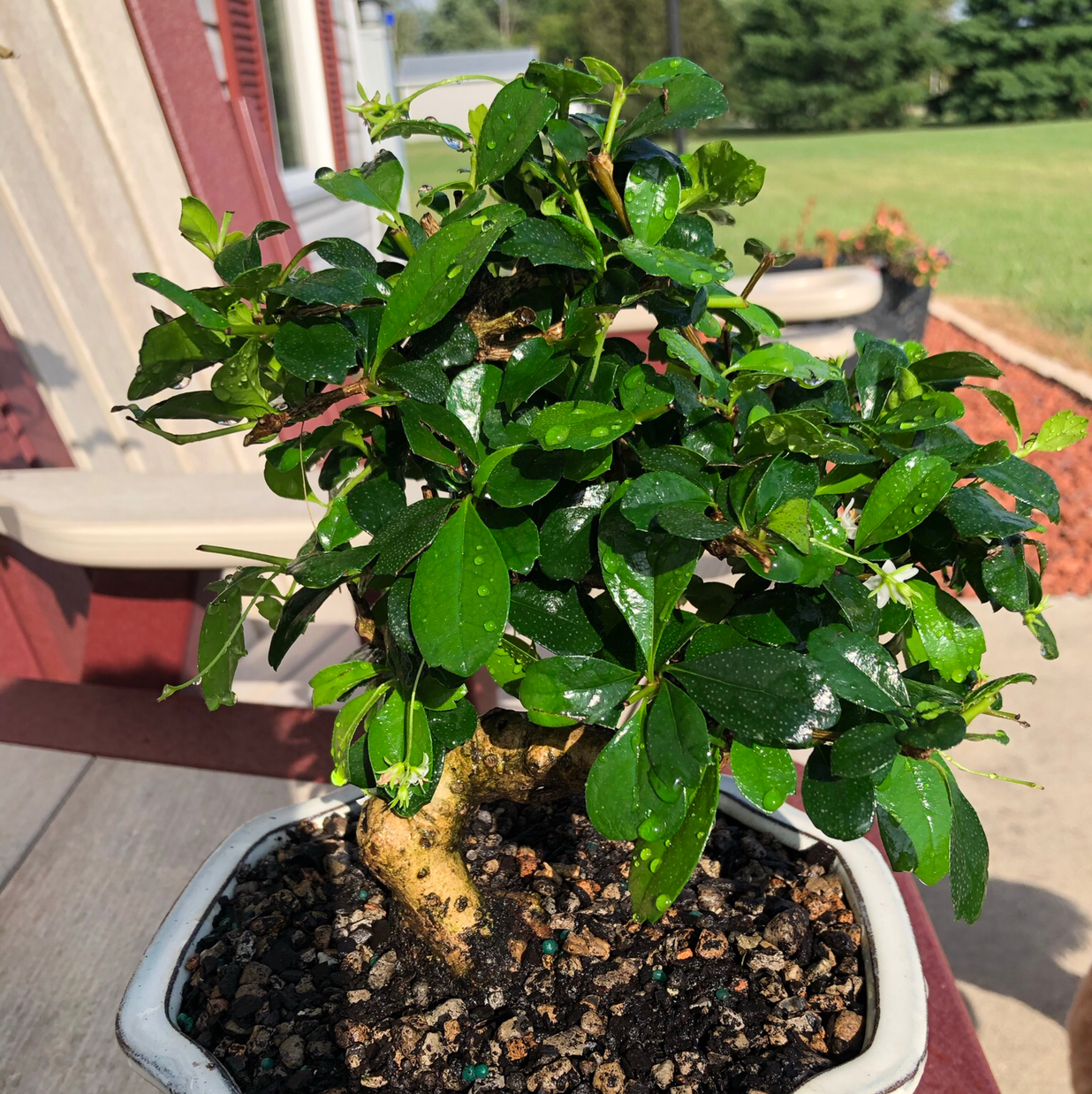 Fukien Tea Tree Plant Care: Water, Light, Nutrients | Greg App 🌱