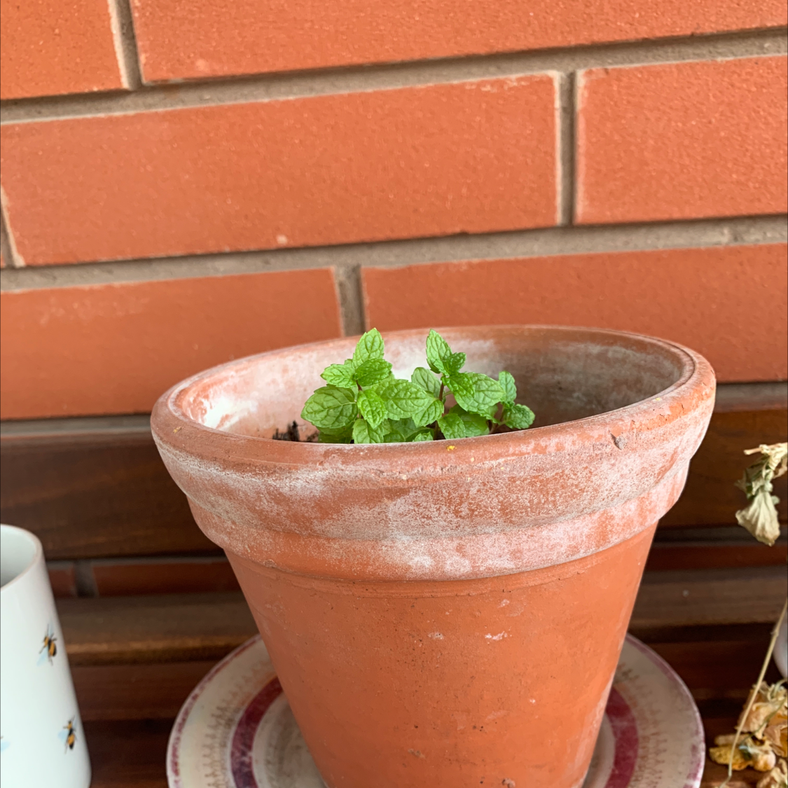 What Temperature Does My Mint Need?