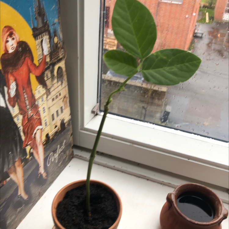 Amberique-Bean Plant Care: Water, Light, Nutrients | Greg App 🌱